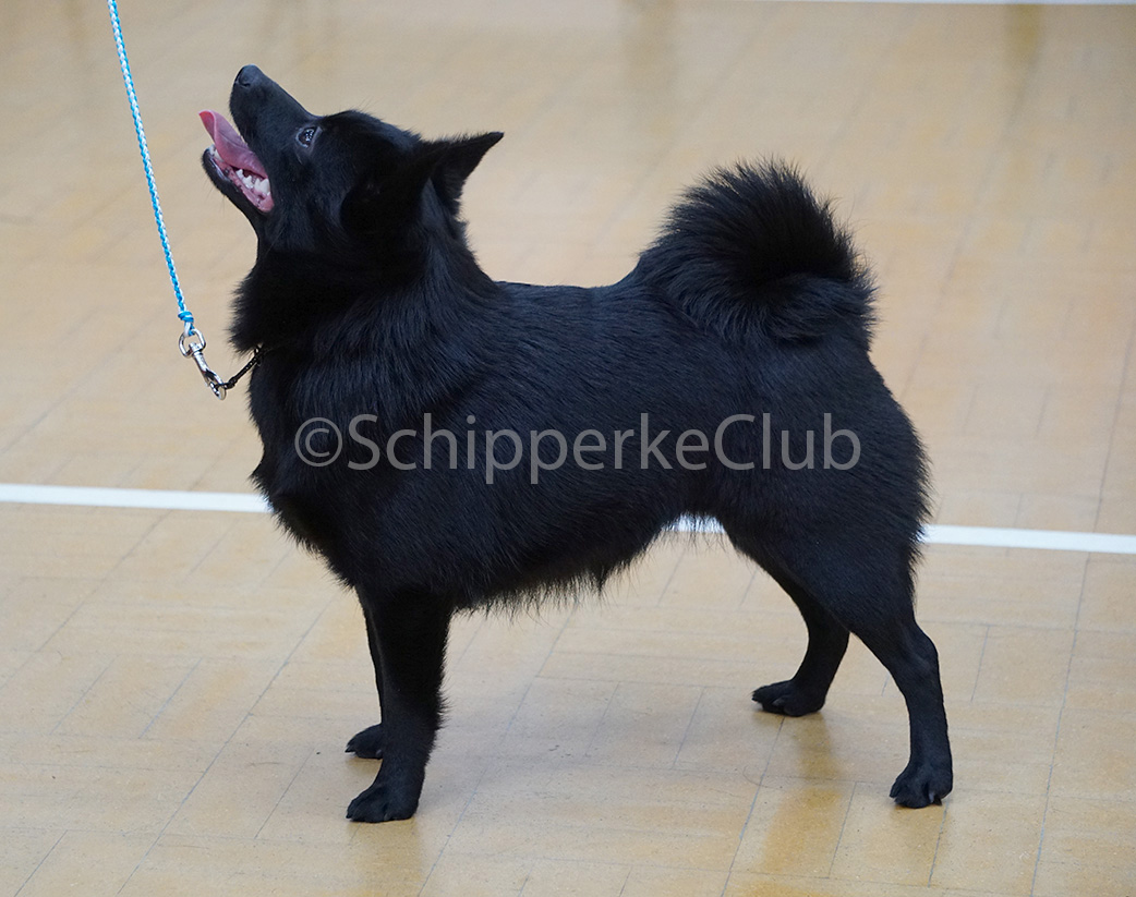 Open Show Results 2019