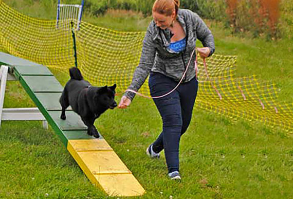 Agility | The Schipperke Club