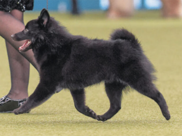 CRUFTS Best of Breed Winners 1984 – 2023 | The Schipperke Club